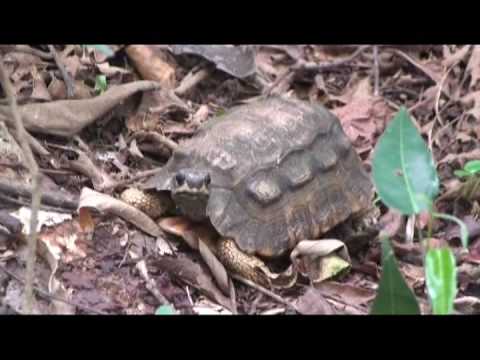 Flat-tailed Tortoise - YouTube