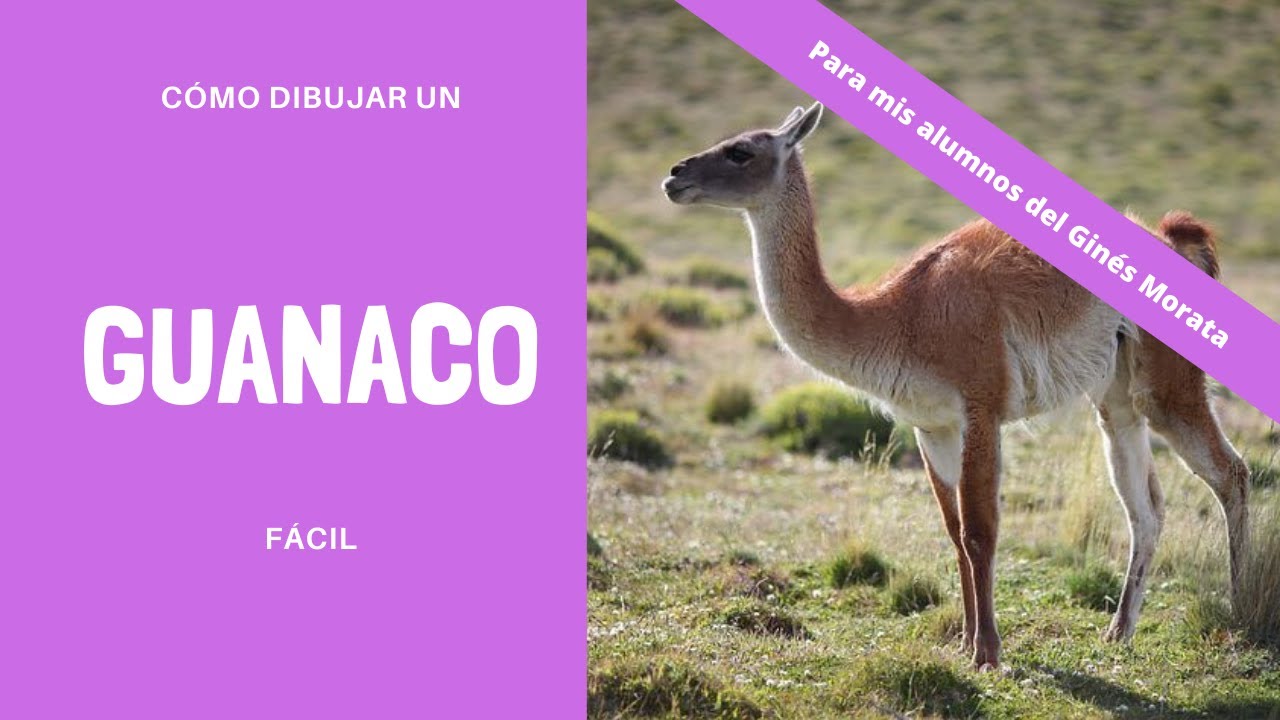 Cómo dibujar un guanaco fácil para niños - YouTube