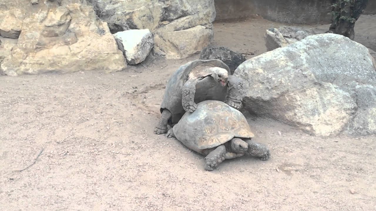 Turtle Bump n'Grind - YouTube