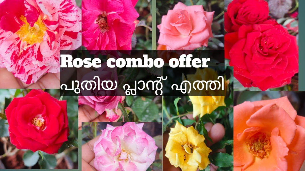 New rose combo| Rose വാങ്ങിക്കുന്നവർക്കെല്ലാം റോസ് free|offer sale ...