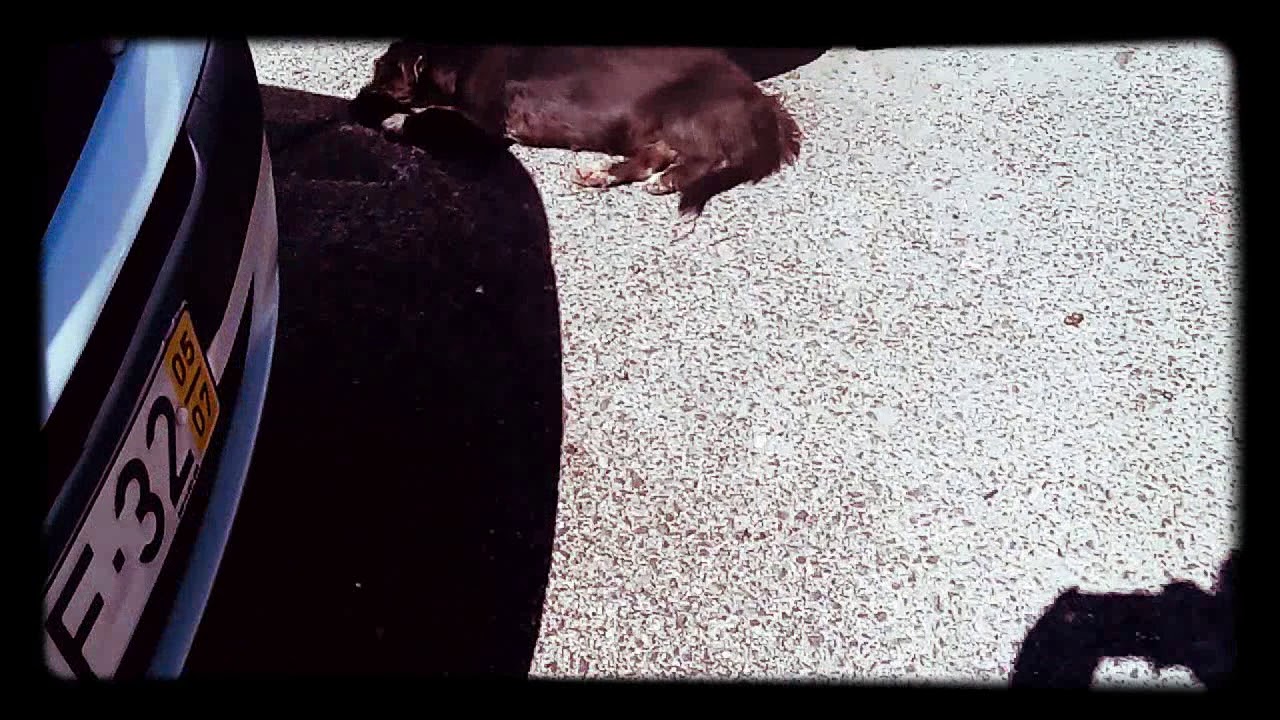 Dogs Are Taking Over The World!!!! - YouTube