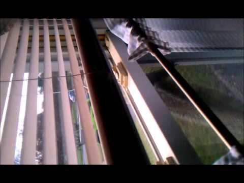 Squirrel Movie 1