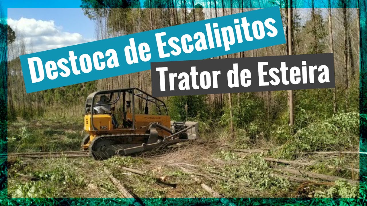 Destoca de eucaliptos trator de esteira AD7B operador Roberto - YouTube