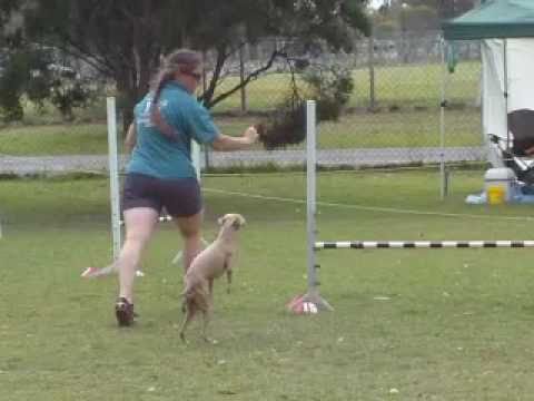 AGILITY ITALIAN GREYHOUND RHODY - YouTube