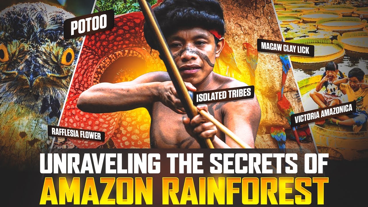 Scientist Are Shocked By These Secrets Of Amazon RainForest! - YouTube