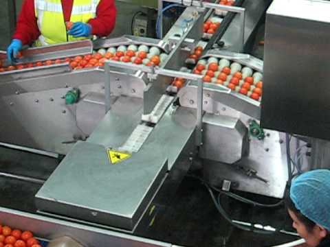 Tomato infeed packing line - YouTube