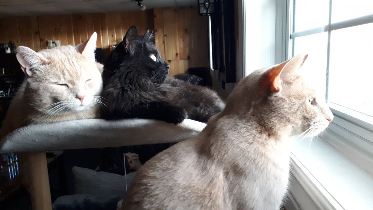 3 Very Hungry Cats - YouTube