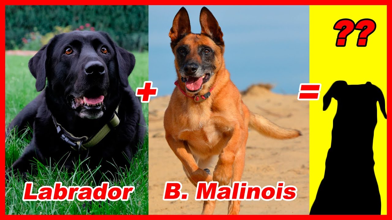 Mezcla De Pastor Rottweiler Y Labrador Fondo Un Canino Híbrido