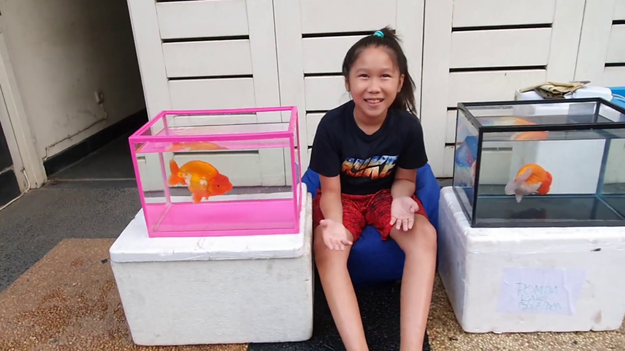 2 ranchu Jumbo 18 cm - BIBI dan POPI - YouTube