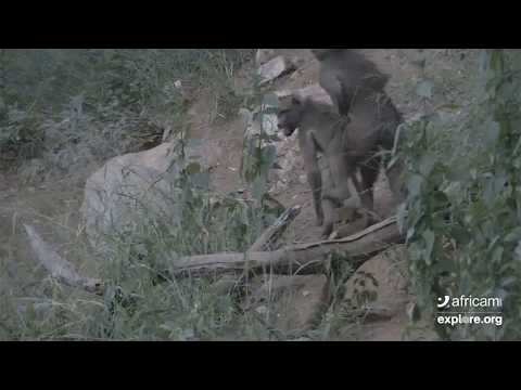 Baboon Mating at Olifants River