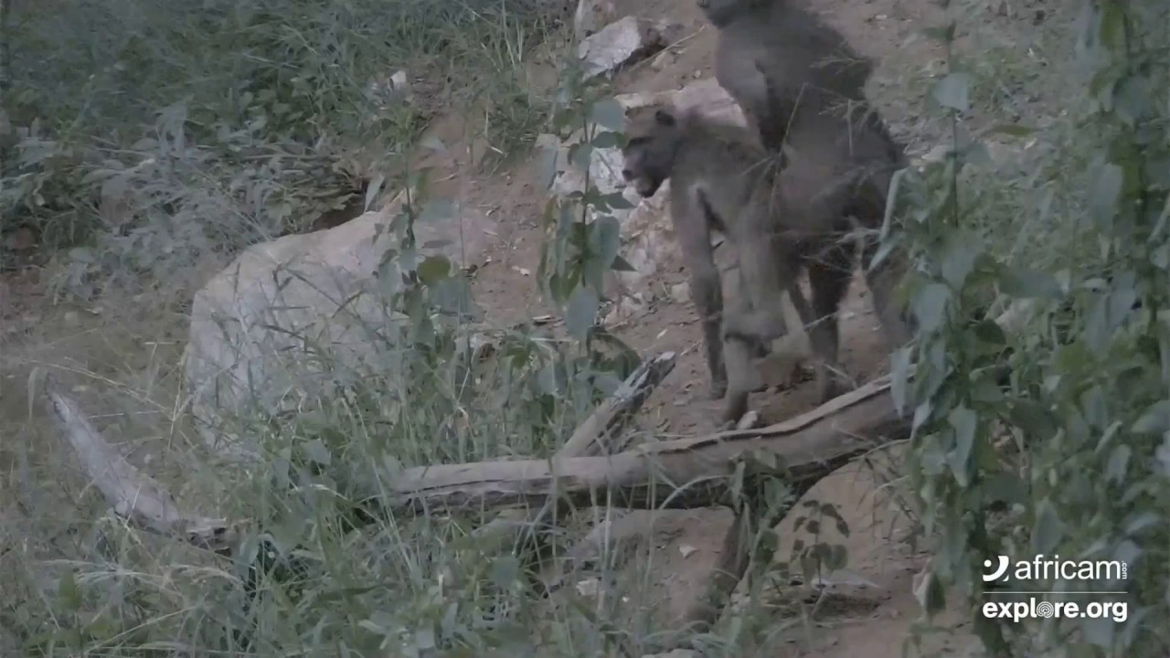Baboon Mating at Olifants River - YouTube