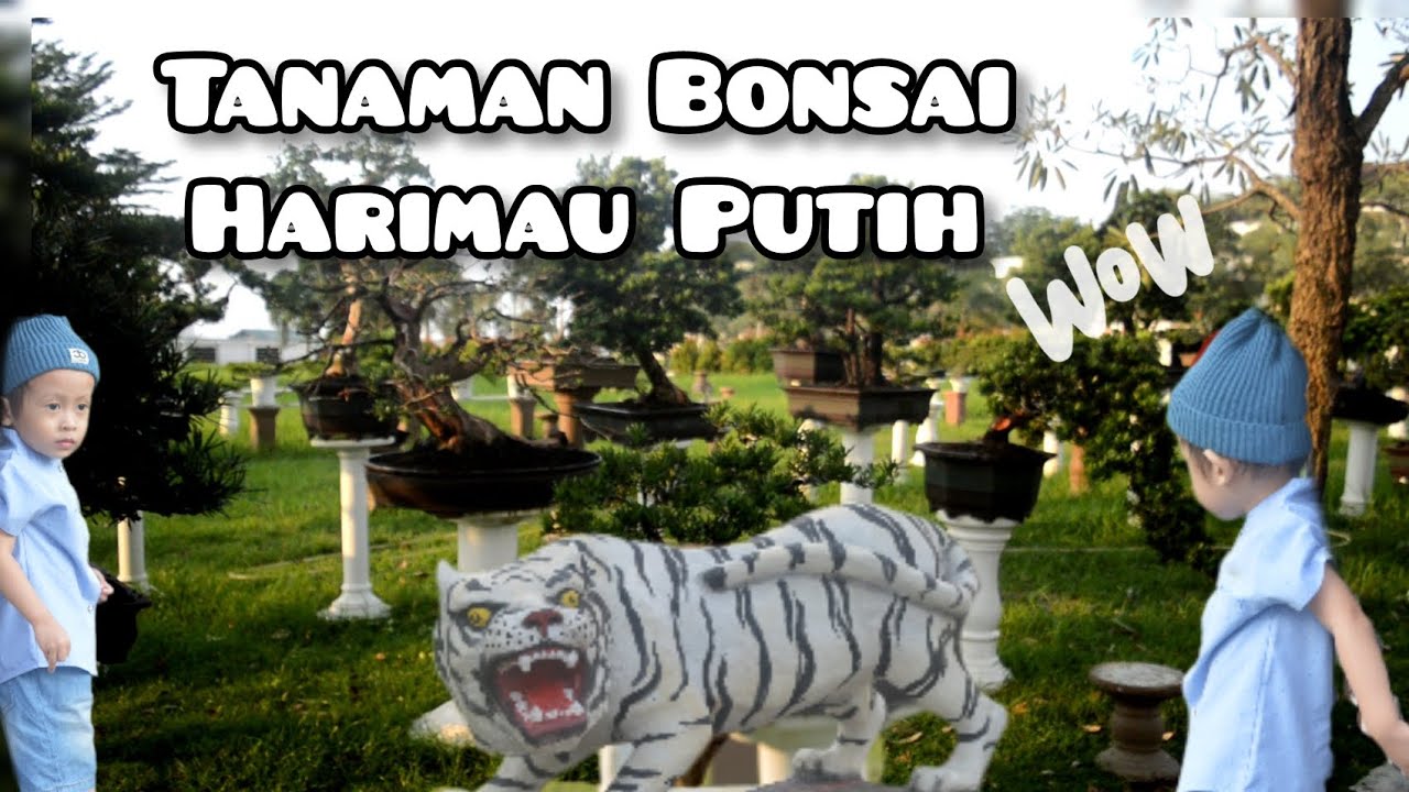 Melihat Taman Belakang di gedung CBD Polonia part 1 - YouTube