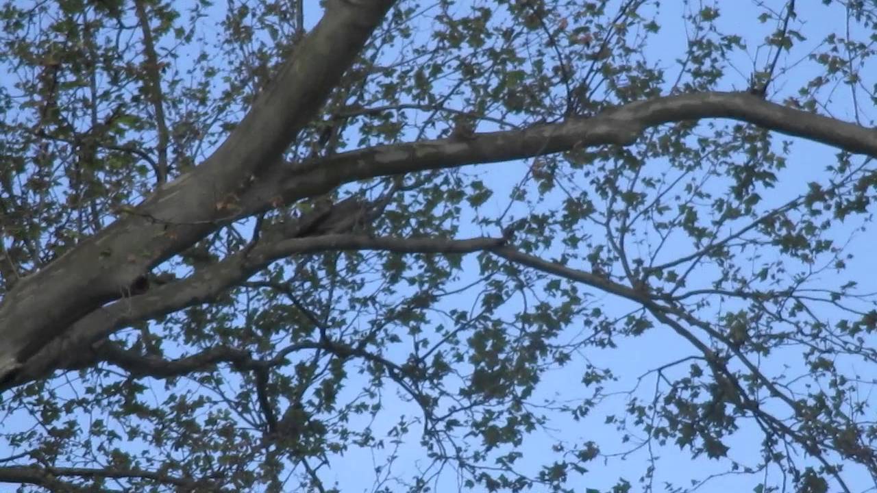 Canon PowerShot ELPH 160 Video Test - 4/23/16