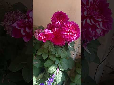 bahut cute cute aur Sundar Sundar flowers - YouTube