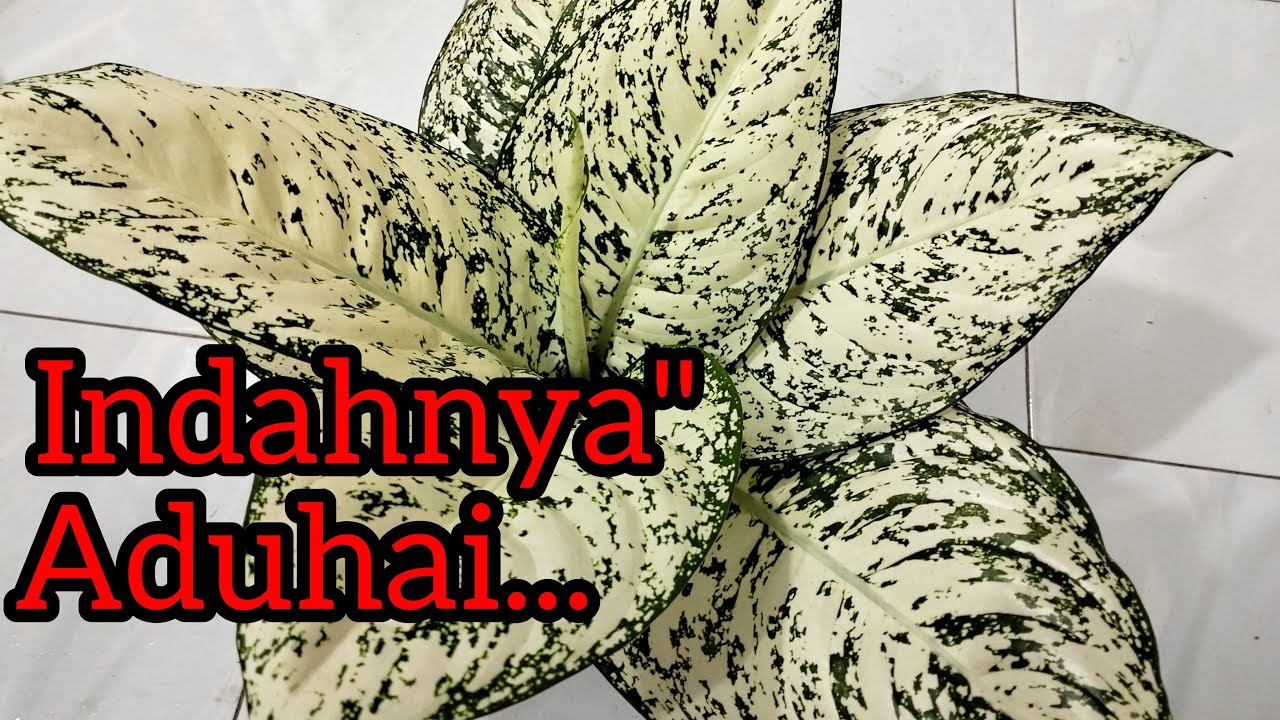 Aduhai.... - YouTube