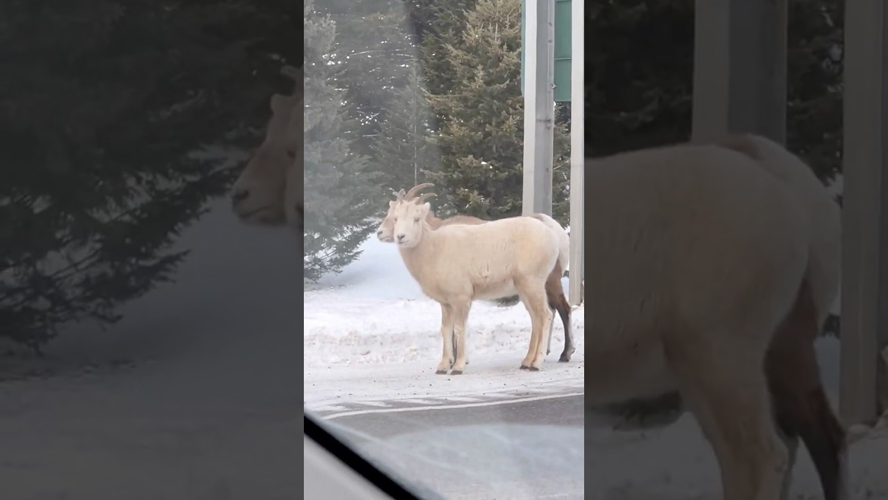 Bighorn Sheep in Jasper National Park Part 2 #canada #alberta # ...