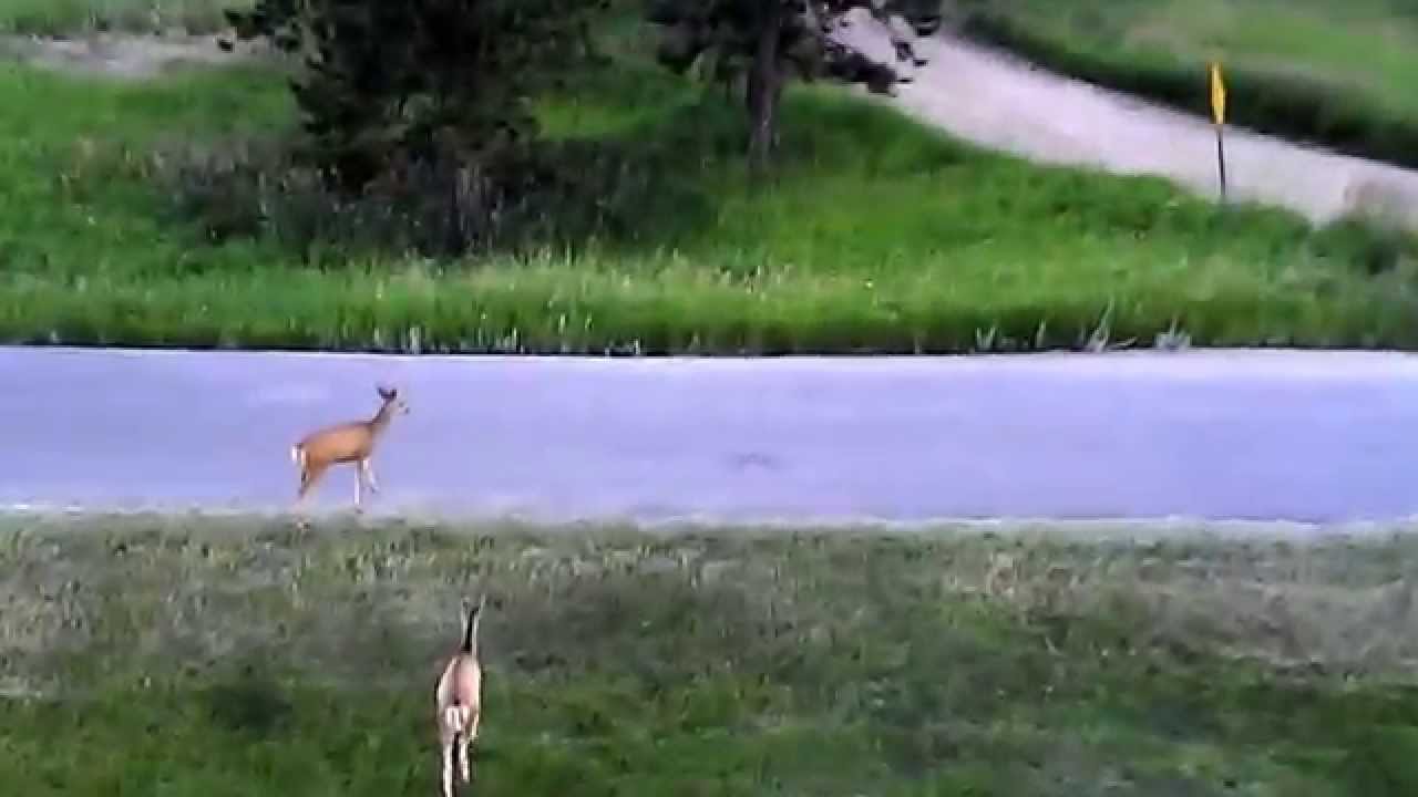 Drone chasing deer!! - YouTube