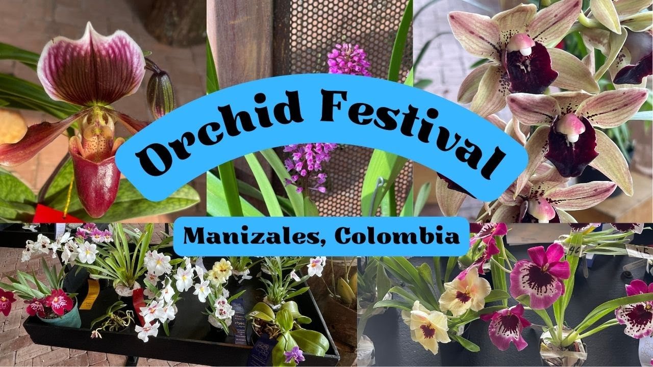Beautiful Orchids of Colombia!!! Orchid Festival Manizales, Colombia ...