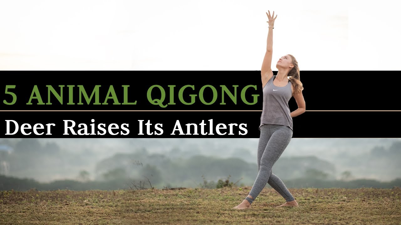 BEST Qigong for KIDNEY Health | DEER I | 5 ANIMAL QIGONG 🌊 - YouTube