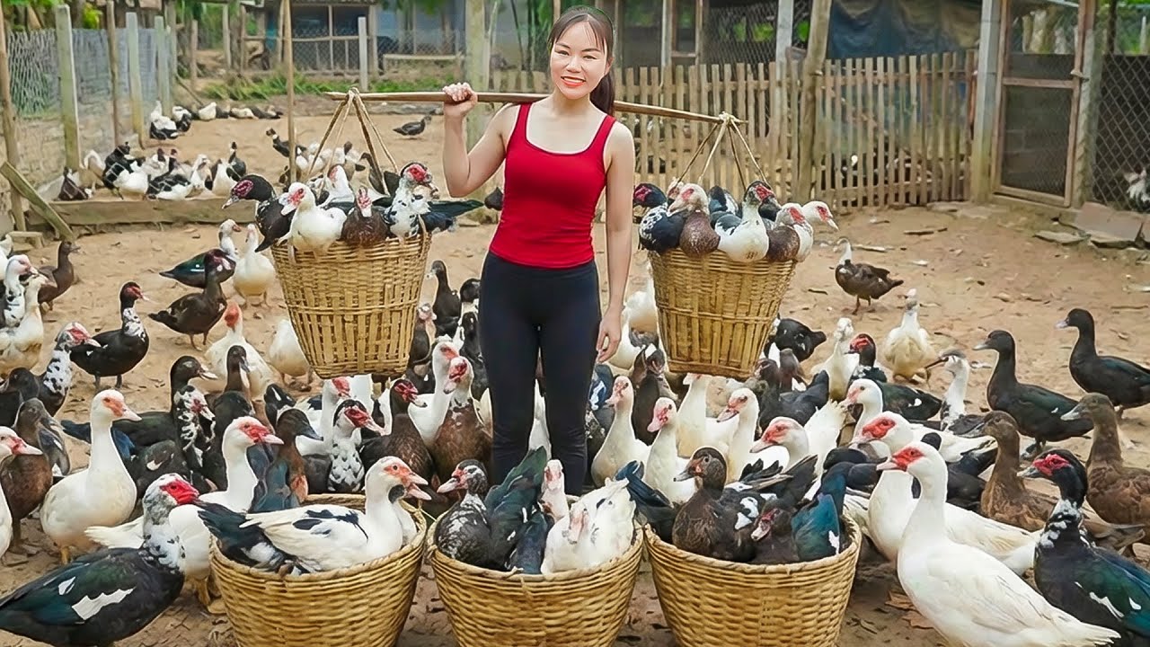Terrifying Moment: Harvesting 1000+ QUEEN DUCKS — Panicked When ...