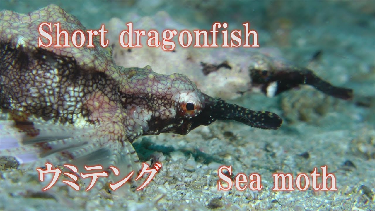 ウミテング Short dragonfish Sea moth little dragonfish - YouTube
