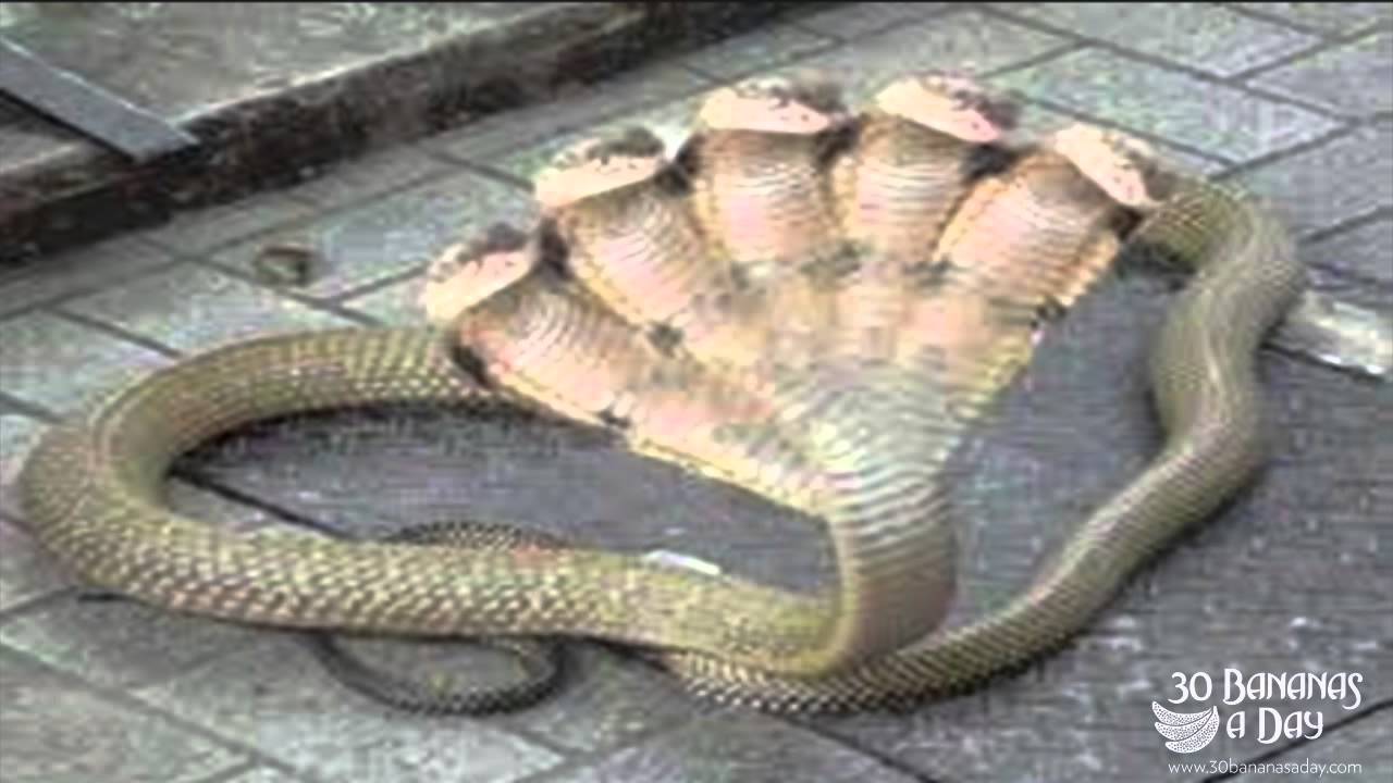 10 Headed King Cobra