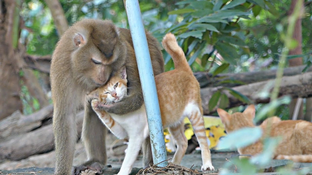 Monkey ZuZu Cleans On The Beautiful Kitty Body To Get Rid Of Lice Near ...