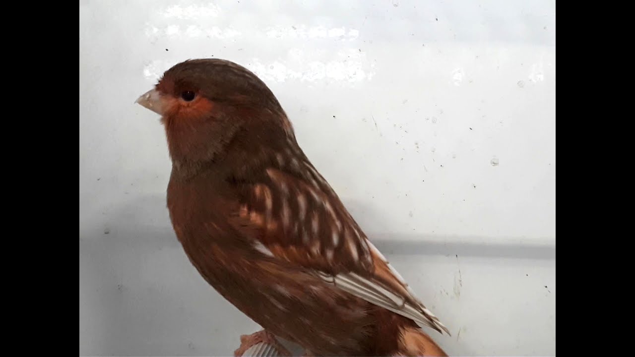 CANARI PHAEO ROUGE IVOIRE SCHIMMEL 92 PT - CANARY BROWN PHAEO RED IVORY ...