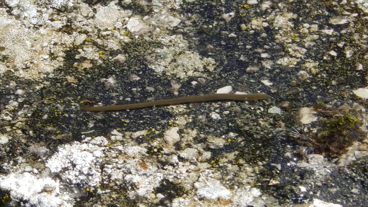 Dina lineata 4 - YouTube