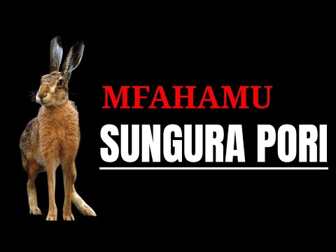 Mfahamu Sungura Pori||Usiyo-Yafahamu Kuhusu Sungura Pori
