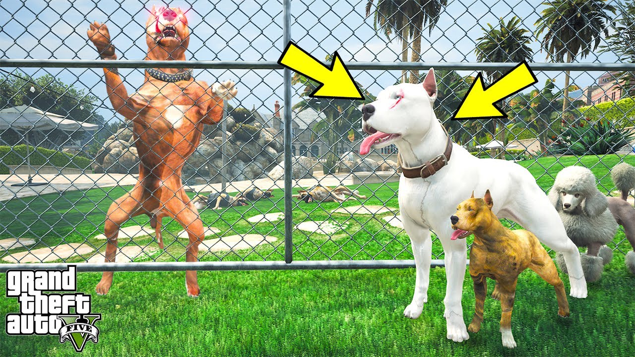 CANAVAR PİTBULL AZRAİL BEYAZ PİTBULL JACK'LE KARŞI KARŞIYA! - GTA 5 ...