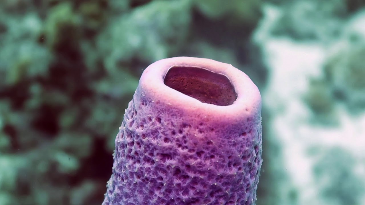 Smoking Hot Sponges: Sponge Sex - Bonaire - Feb 2019 - YouTube