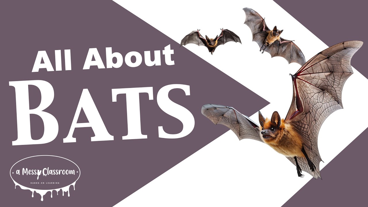 All About Bats | Inside the World of Nocturnal Bats | Surprising Bat ...