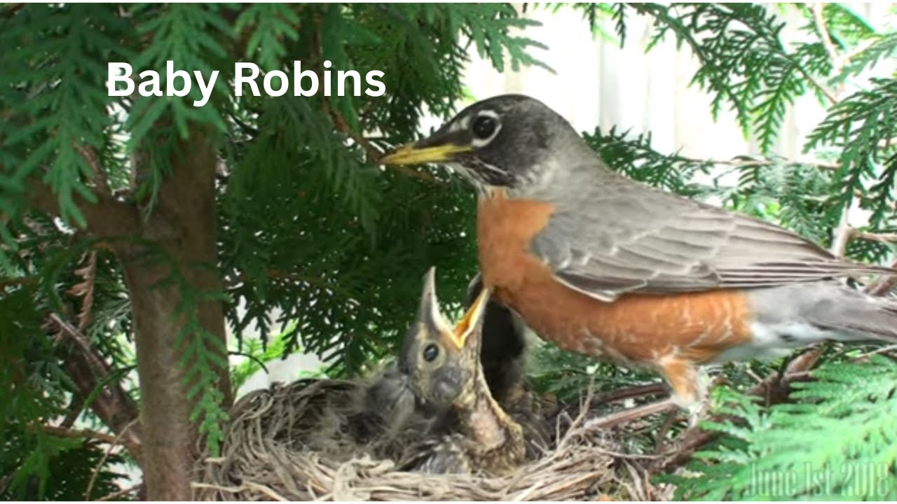 American Robin Babies - Feeding Time #babybird #americanrobin #birds ...