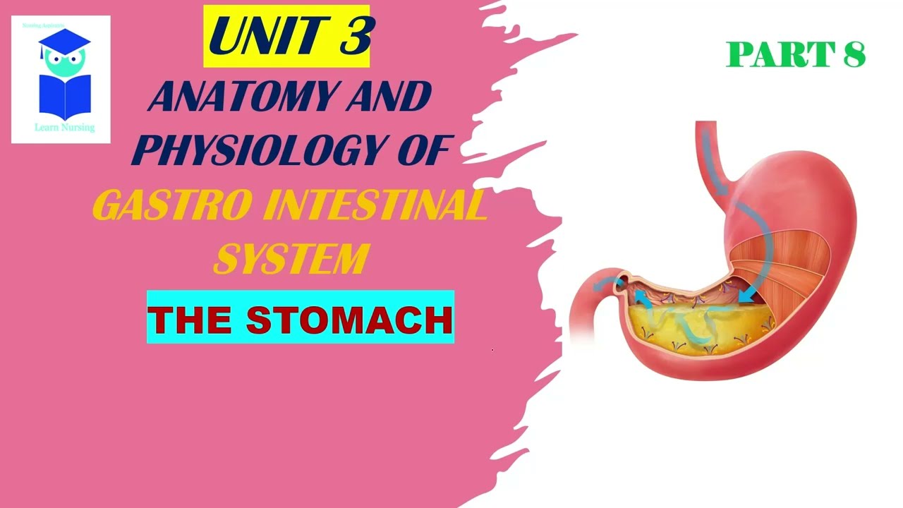 part8 anatomy &physiology of gastro intestinal system, the stomach ...