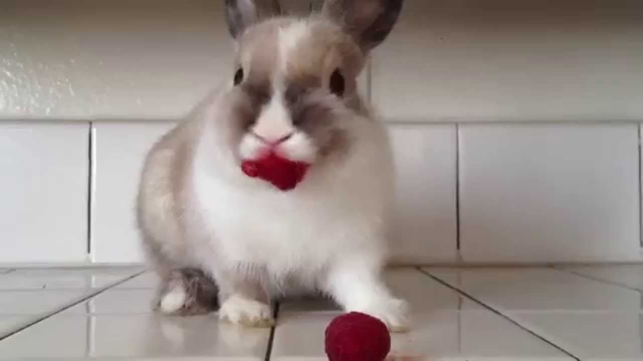 Bunny Eating raspberry- fanny vedio - YouTube