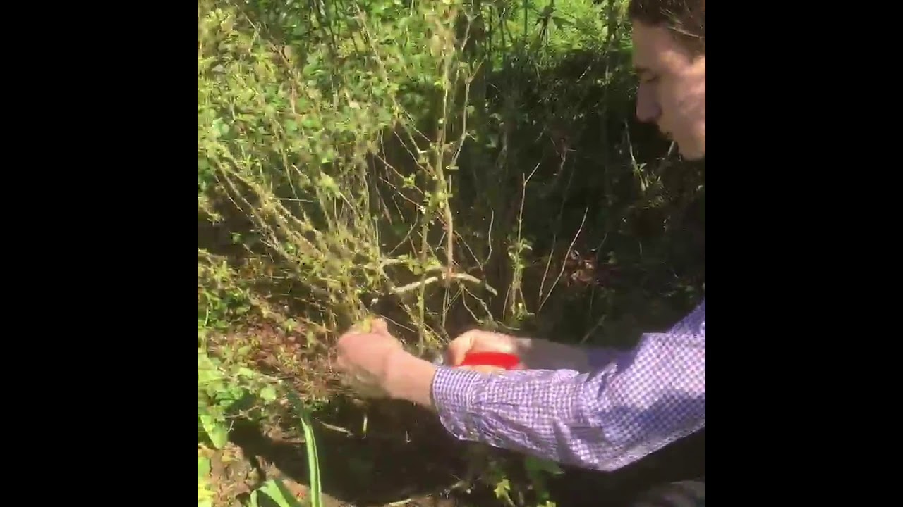 How to prune your salvias with William Dyson - YouTube