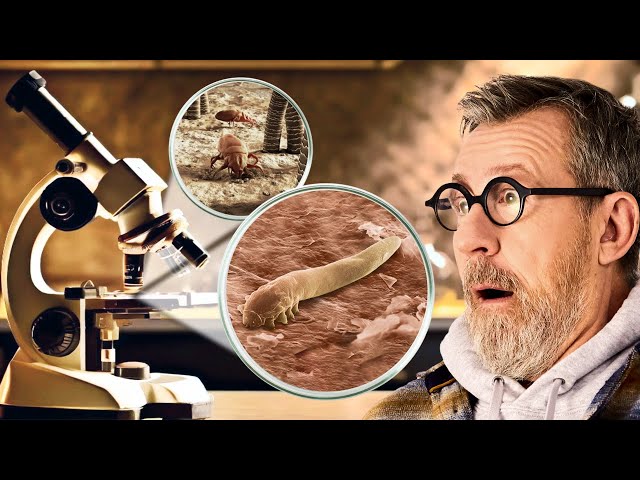 La Peau Humaine Vue Au Microscope