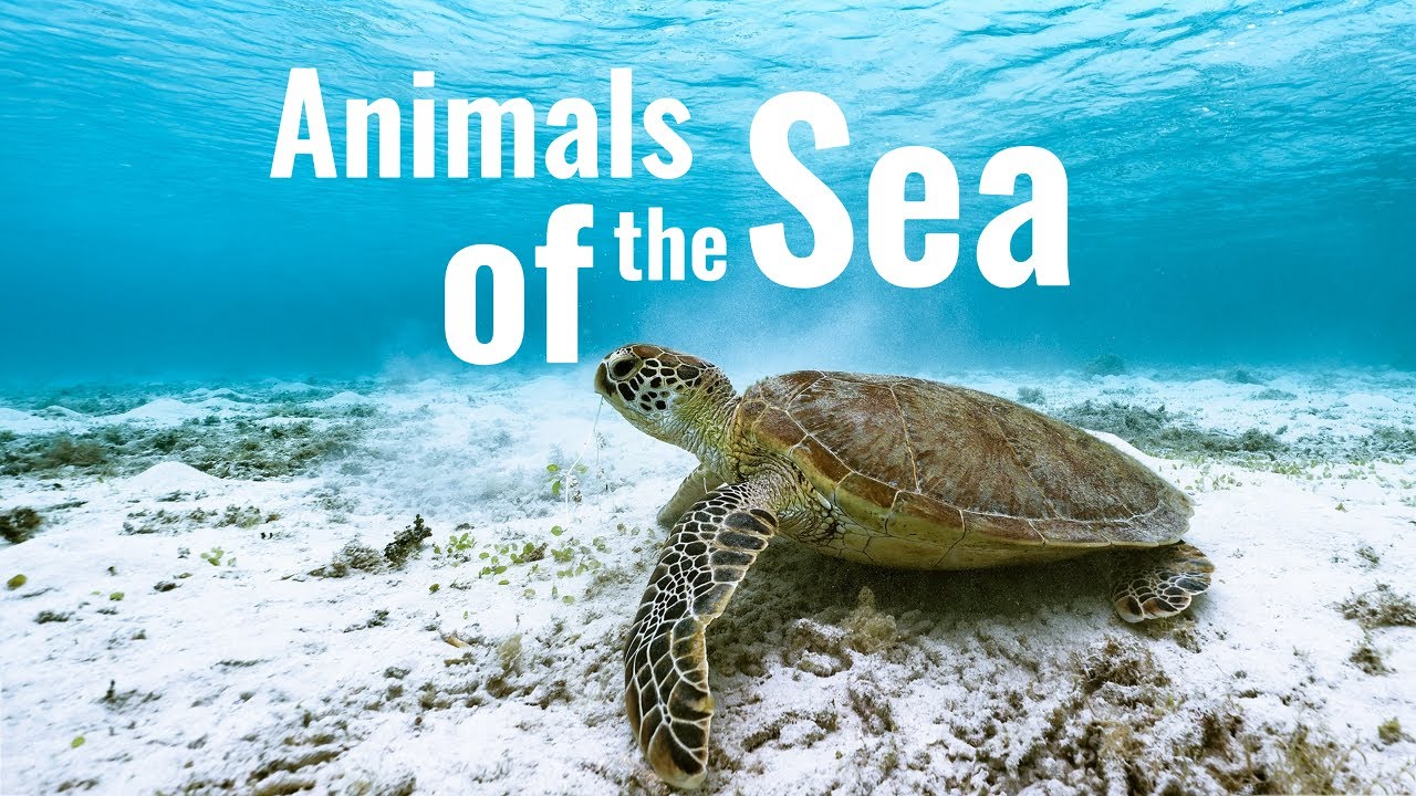 Animals of The Sea | Sound of Relaxing - YouTube