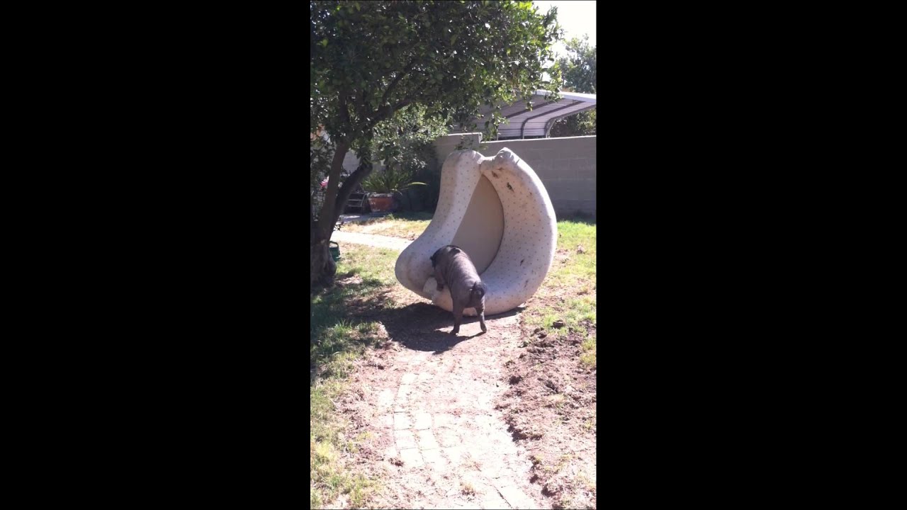 An actual Pig Busting a Nut ! - YouTube