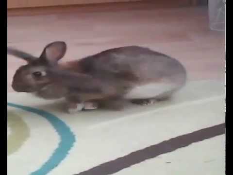 dramatic rabbit - YouTube