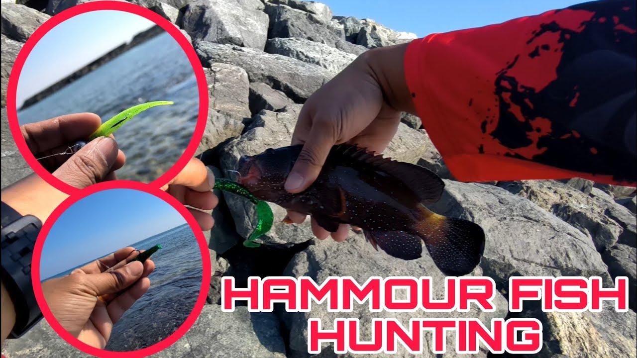 HAMMOUR FISH HUNTING | NAPAKATAKAW SA SOFTBAIT | MEDIUM LIGHT GAMING ...