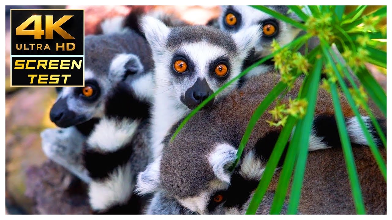 🌍 4K Ultra HD Screen Test - The Peak of Visual Excellence! 🎬 - YouTube
