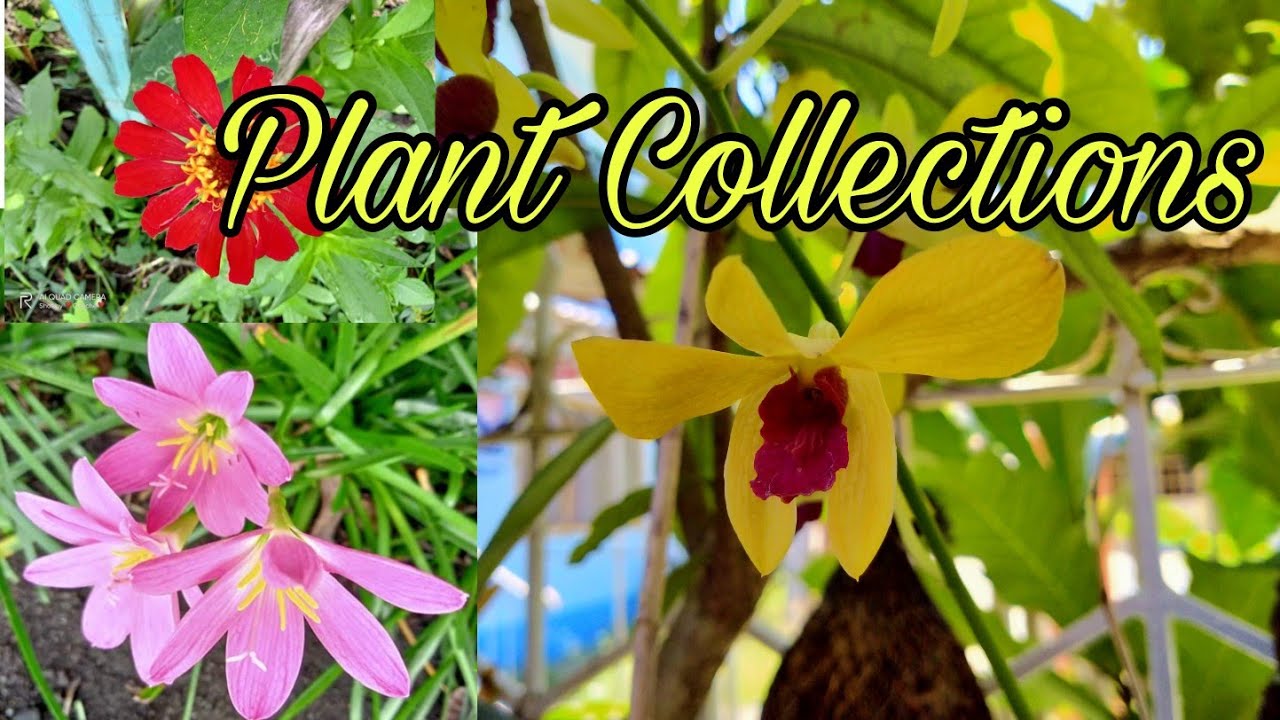 Plantita/Plantito kaba?| Plant Collections🌷 - YouTube