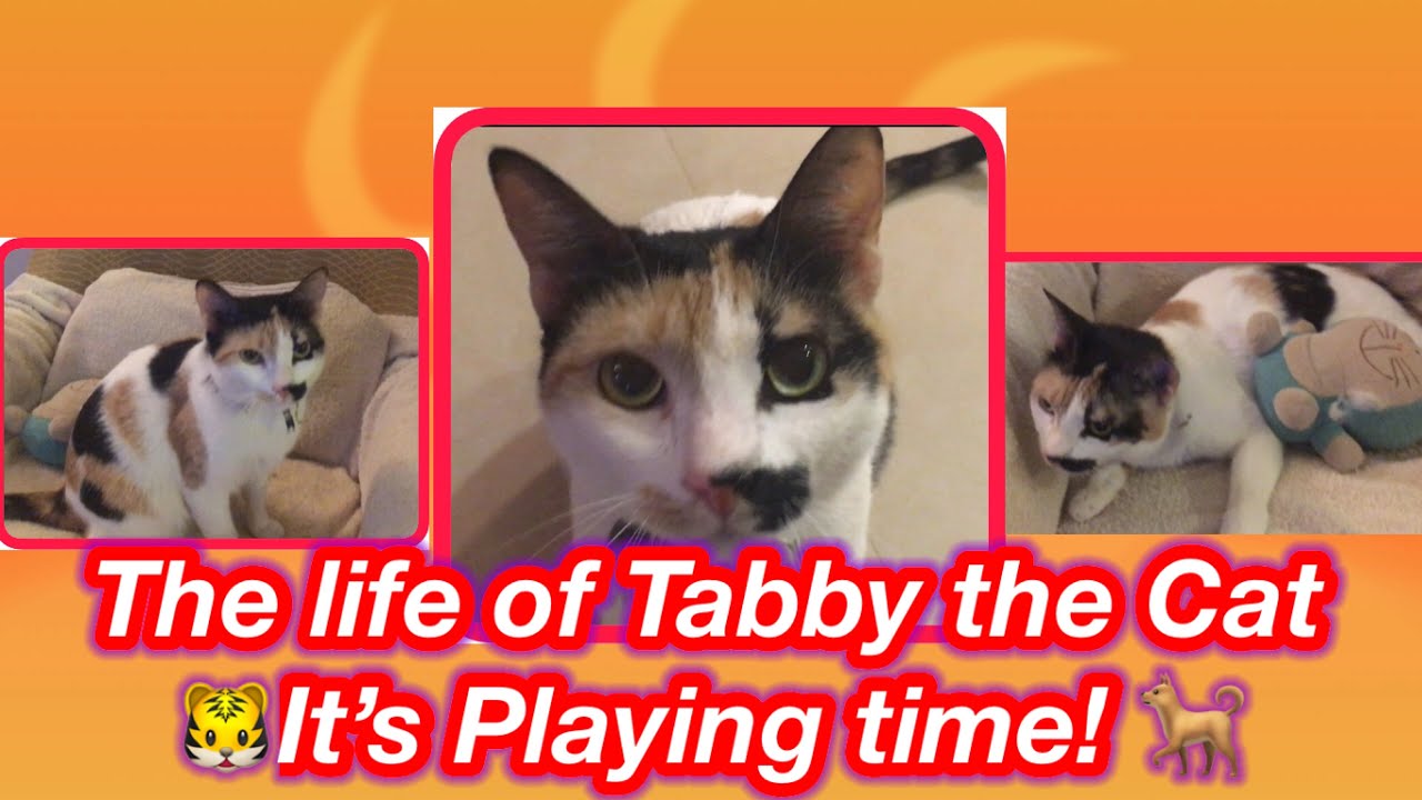 It’s Tabby’s playing time. The life of Tabby the cat. - YouTube