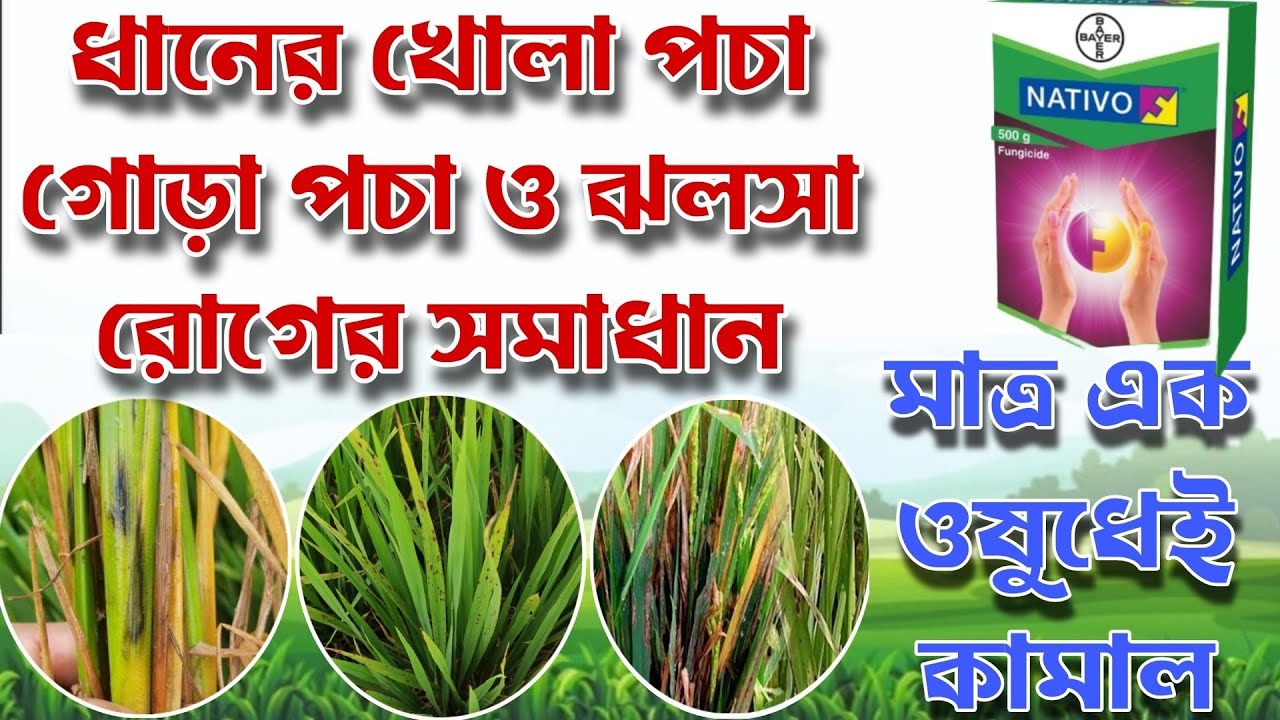 ধানের খোলা পচা গোড়া পচা ও ধানের ঝলসা রোগের সমাধান । Paddy Blast Control l Bayer Nativo - YouTube