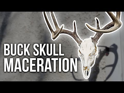 Maceration Deer Skull 2024 - How To Clean Deer Skull