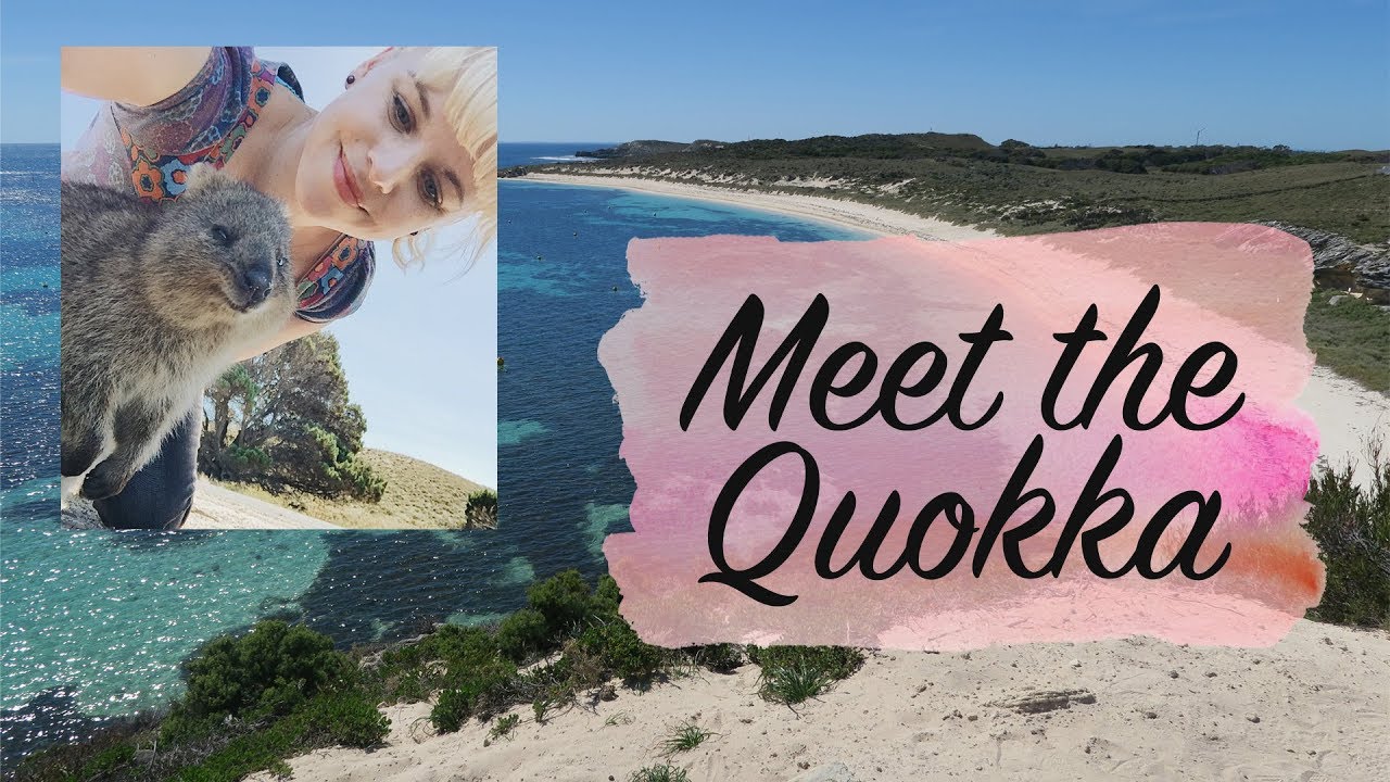 MEET THE QUOKKA at Rottnest Island Perth - YouTube