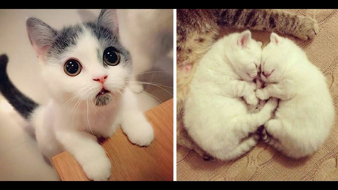 Baby Cats - Cute and Funny Cat Videos Compilation #28 | ANIMUS - YouTube