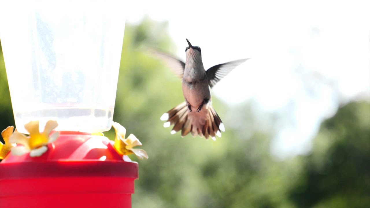 Hummingbirds in High Definition - YouTube